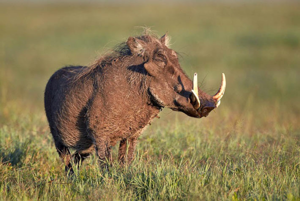 Parco Nazionale Del Serengeti – Safari In Africa – Facocero – Più Vivi